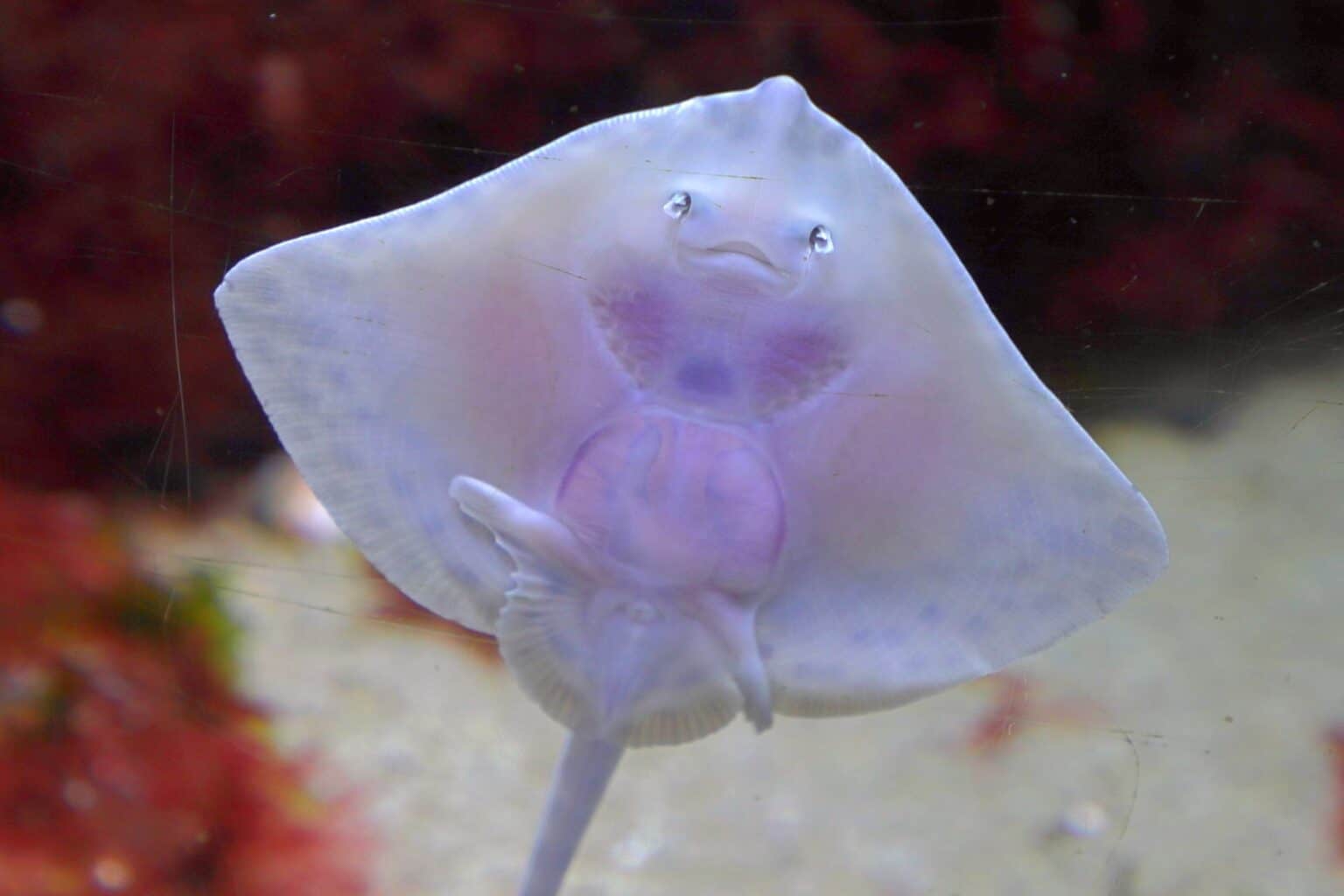 12 Interesting Facts About Stingray Teeth - Aquarium Whisperer