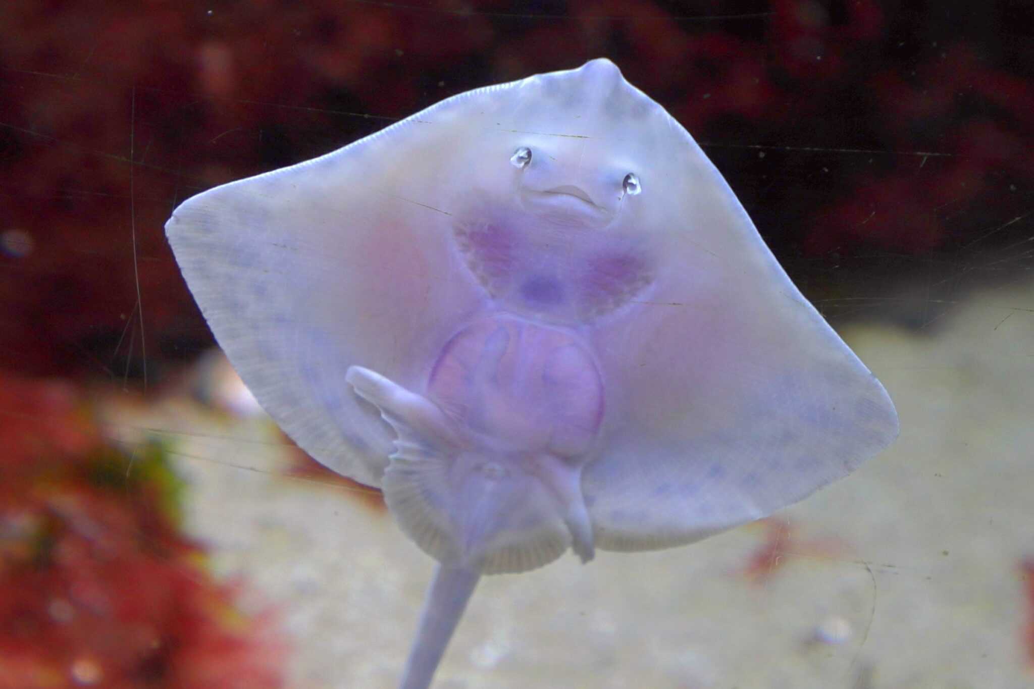 12 Interesting Facts About Stingray Teeth - Aquarium Whisperer