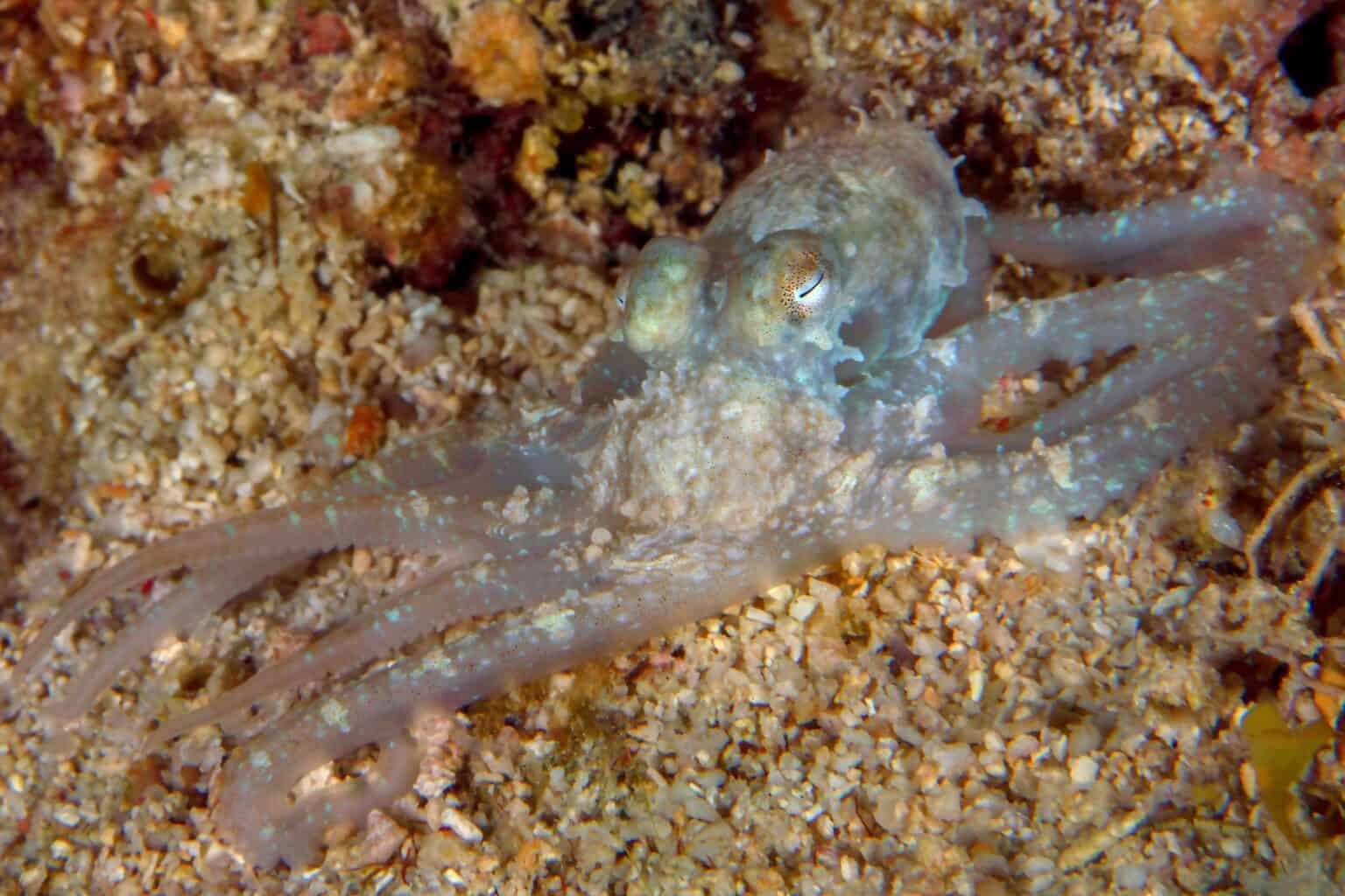 27 Types of Octopus in the Ocean