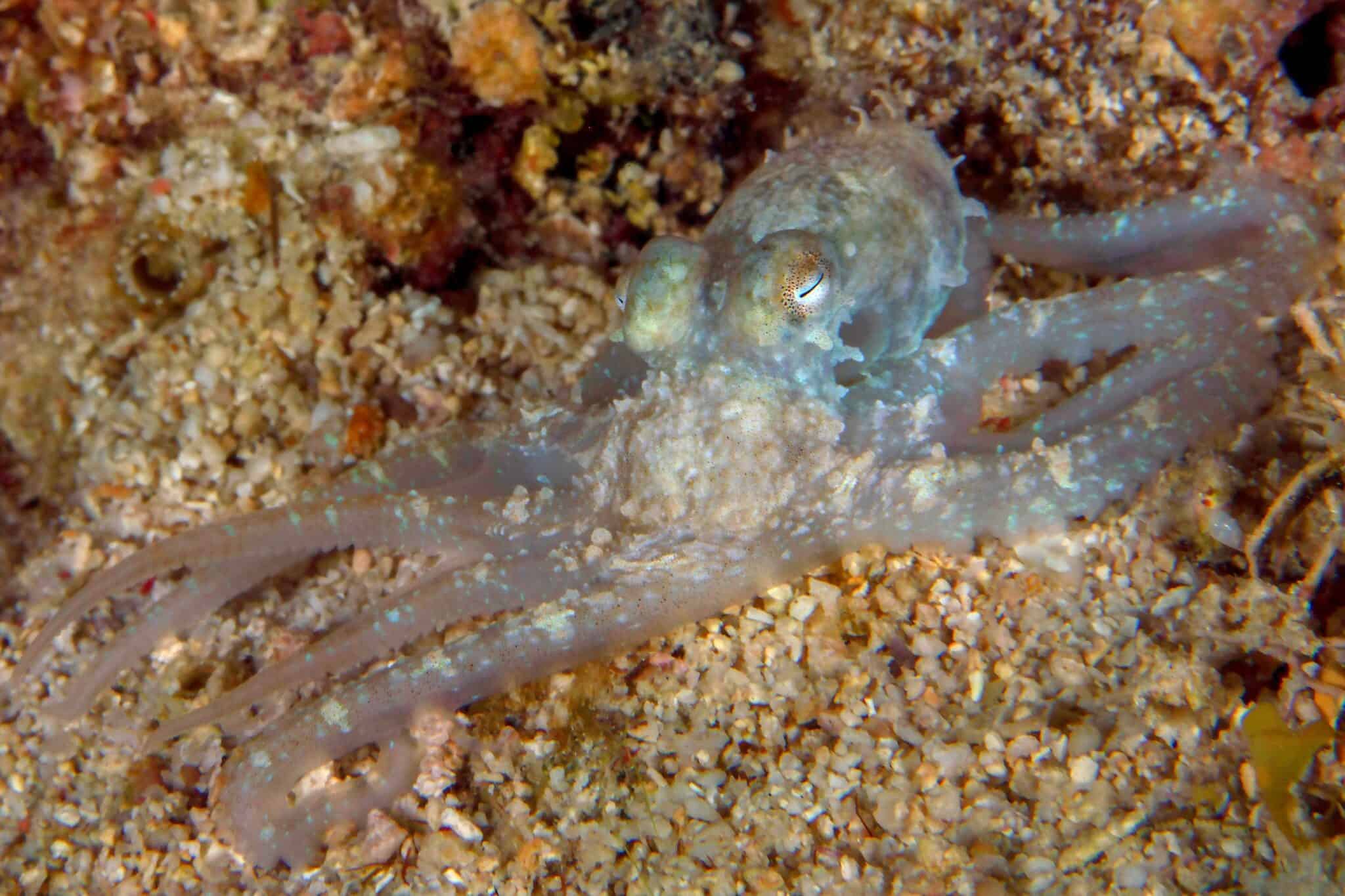 27 Types of Octopus in the Ocean