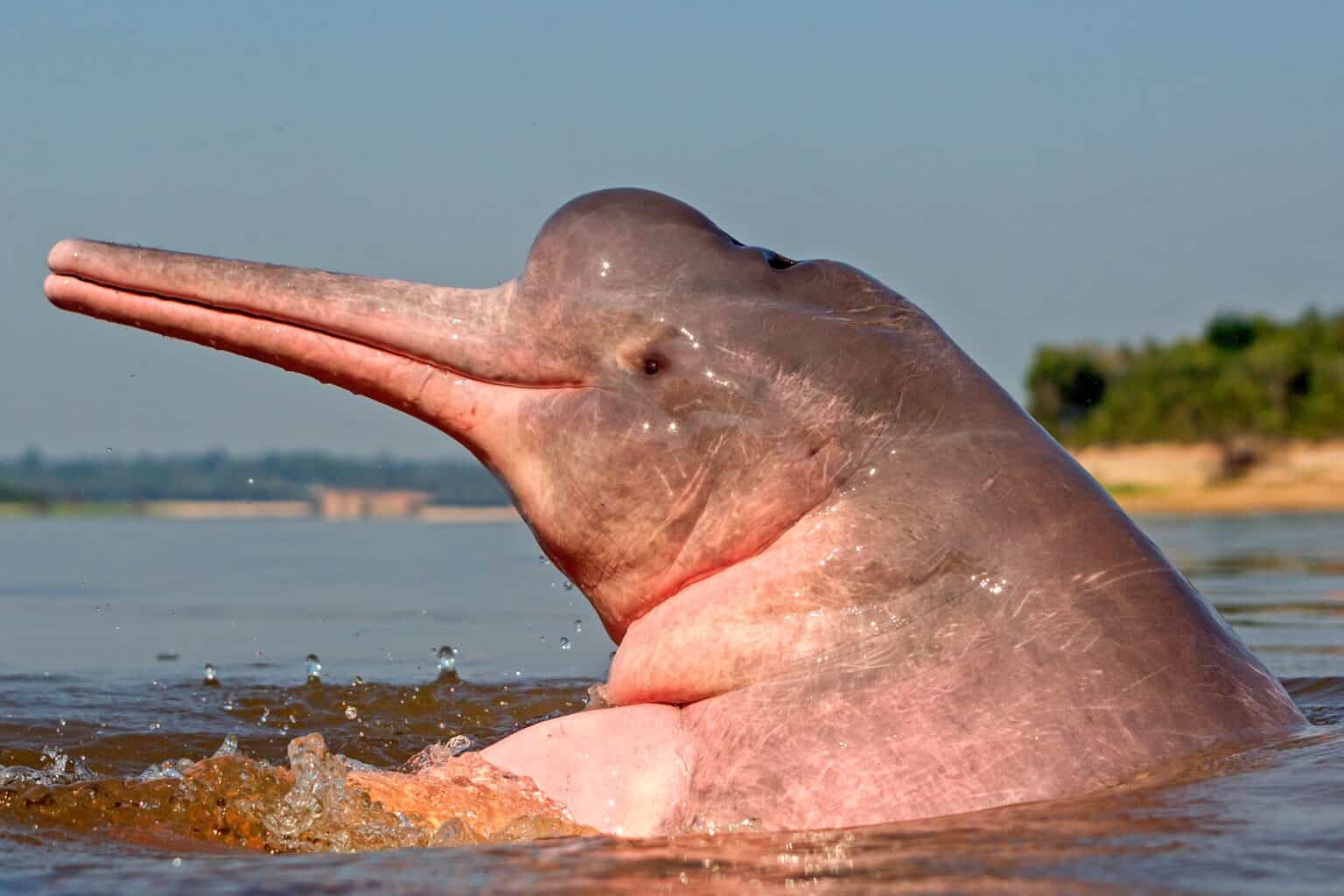 25 Different Types of Dolphins: A Definitive Guide