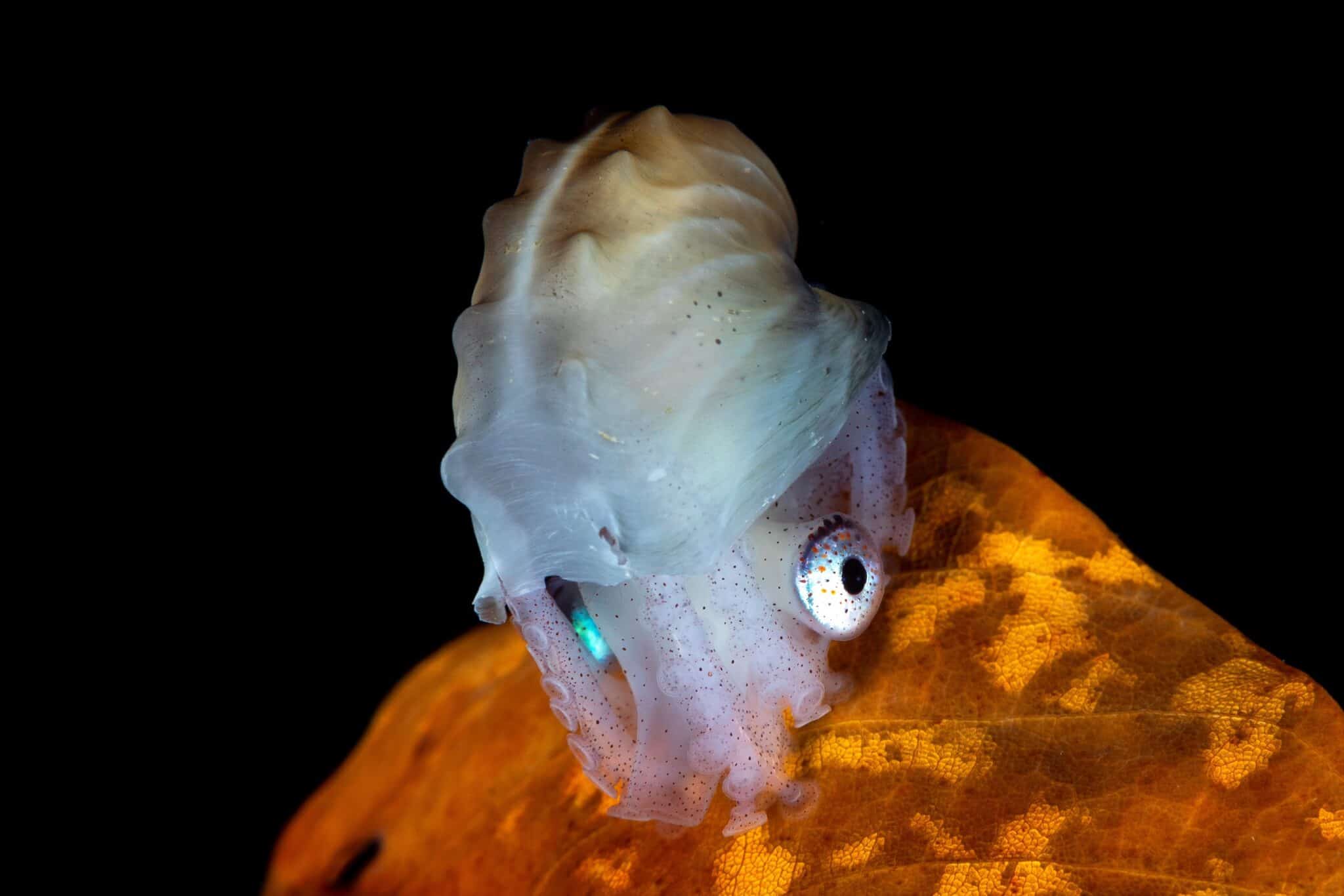 27 Types of Octopus in the Ocean