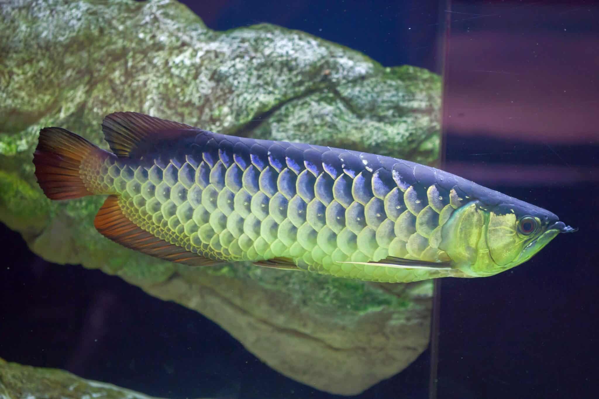 18 Popular Fish With Big Lips