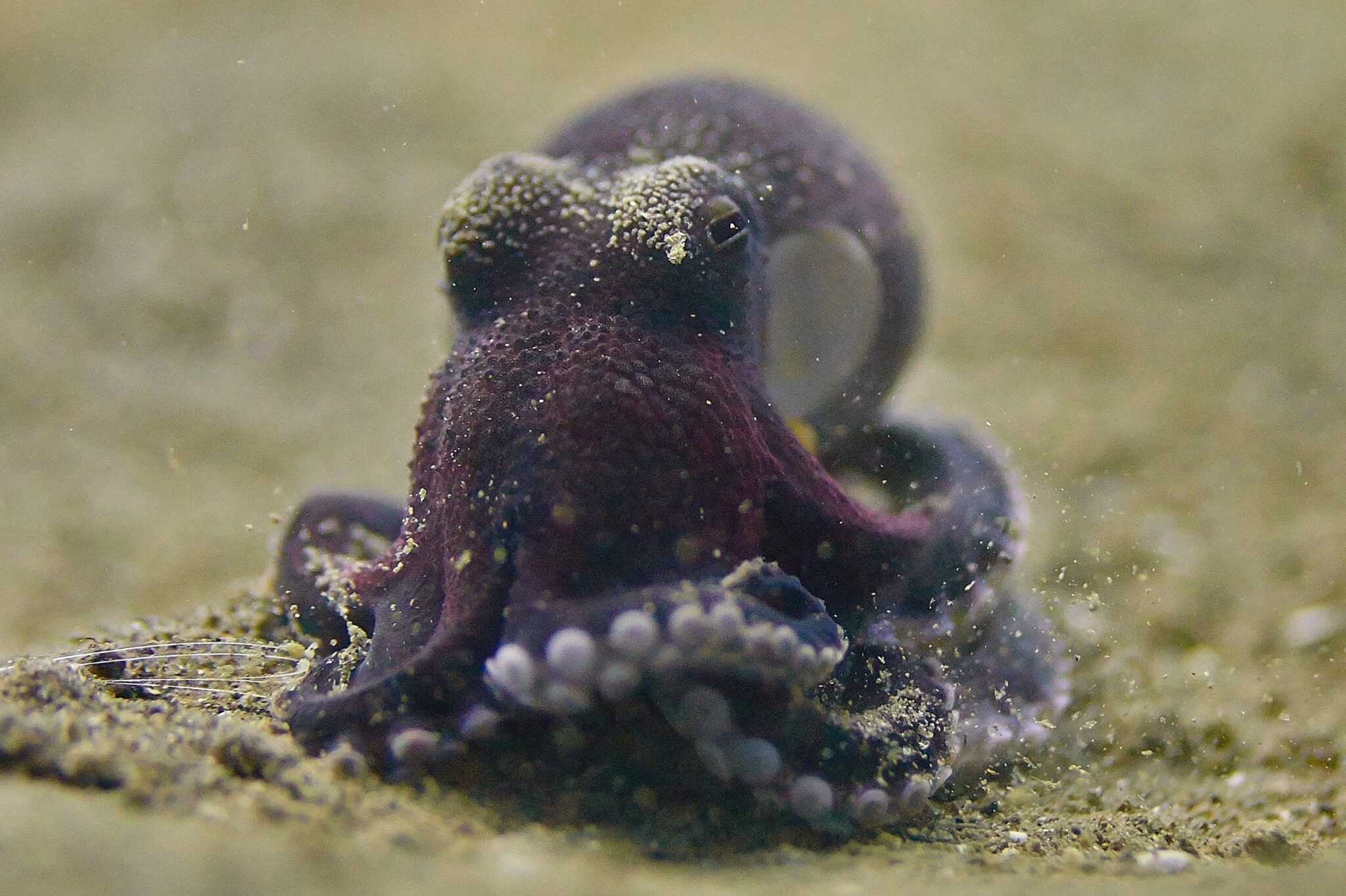 27 Types of Octopus in the Ocean