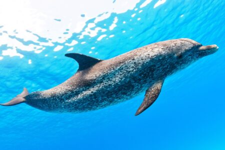 25 Different Types of Dolphins: A Definitive Guide