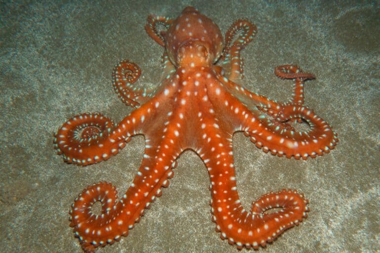 27 Types of Octopus in the Ocean