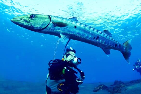 Do Barracudas Attack Humans? - Are They Dangerous?