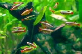 44 Different Types of Rays: Identification Guide