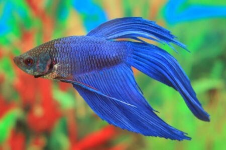 31 Best Top-Dwelling Fish for Your Aquarium