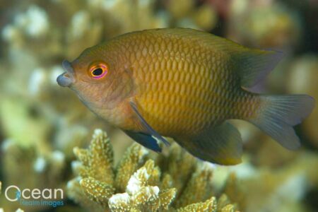 18 Popular Fish With Big Lips