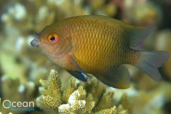 18 Popular Fish With Big Lips