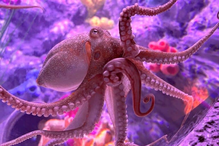 27 Types of Octopus in the Ocean