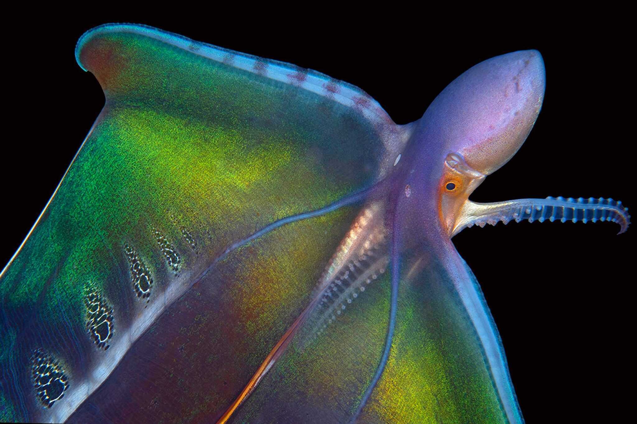 27 Types of Octopus in the Ocean