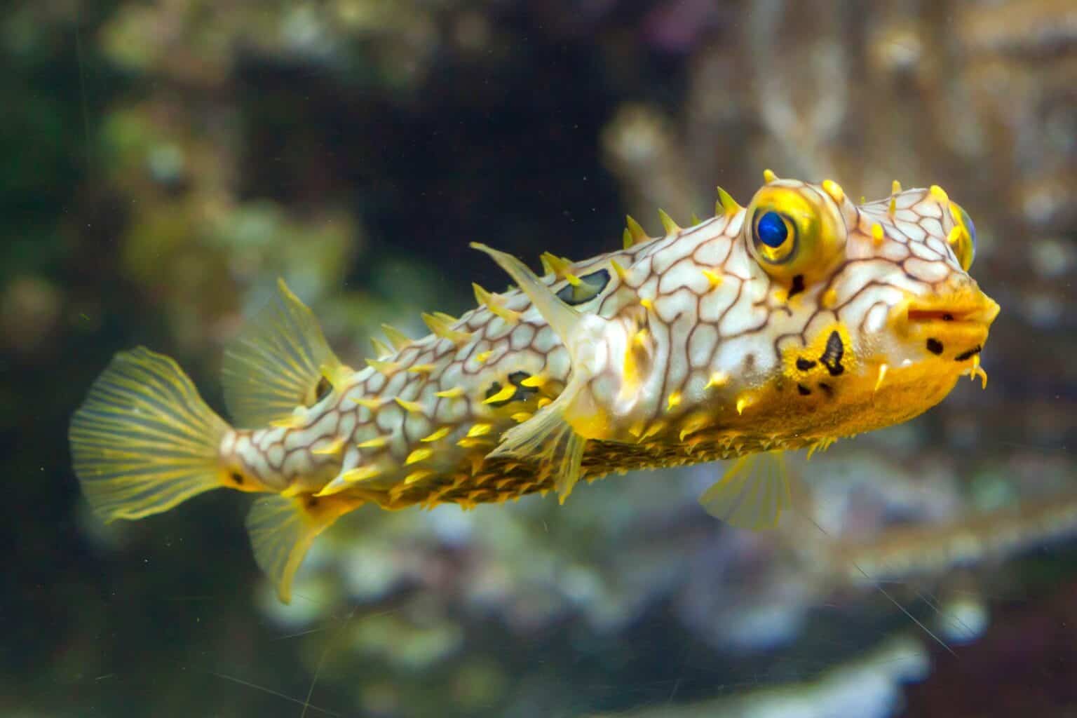 Pufferfish vs. Blowfish: What's the Difference?