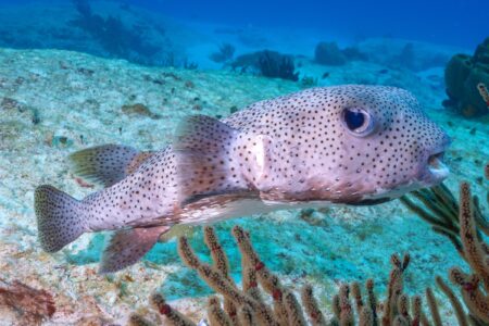 Pufferfish vs. Blowfish: What's the Difference?
