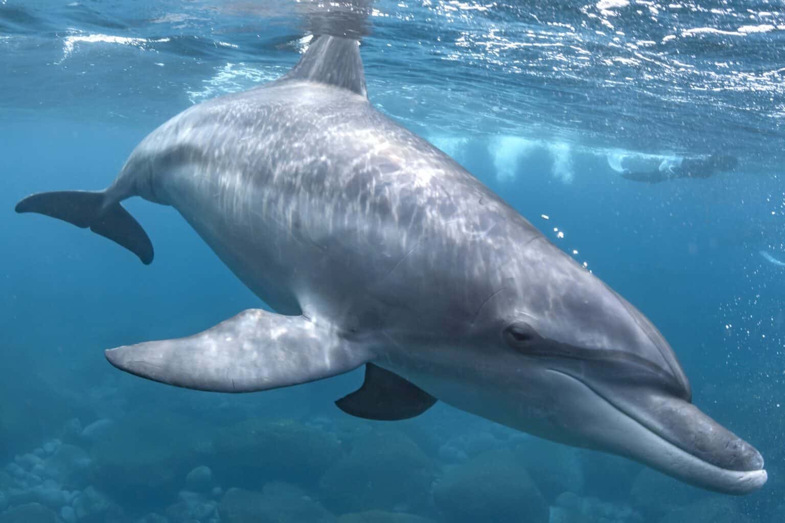25 Different Types of Dolphins: A Definitive Guide