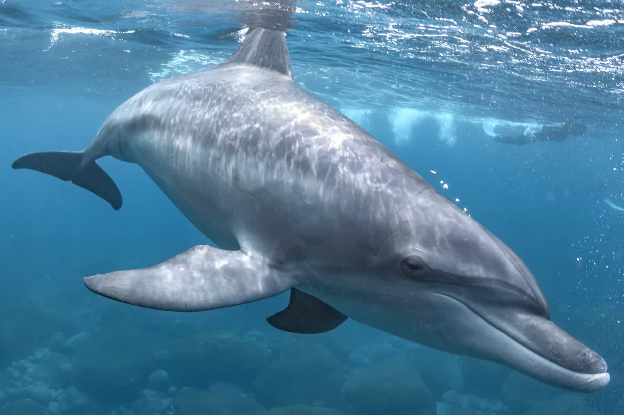 25 Different Types of Dolphins: A Definitive Guide