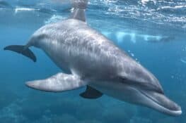 25 Different Types of Dolphins: A Definitive Guide
