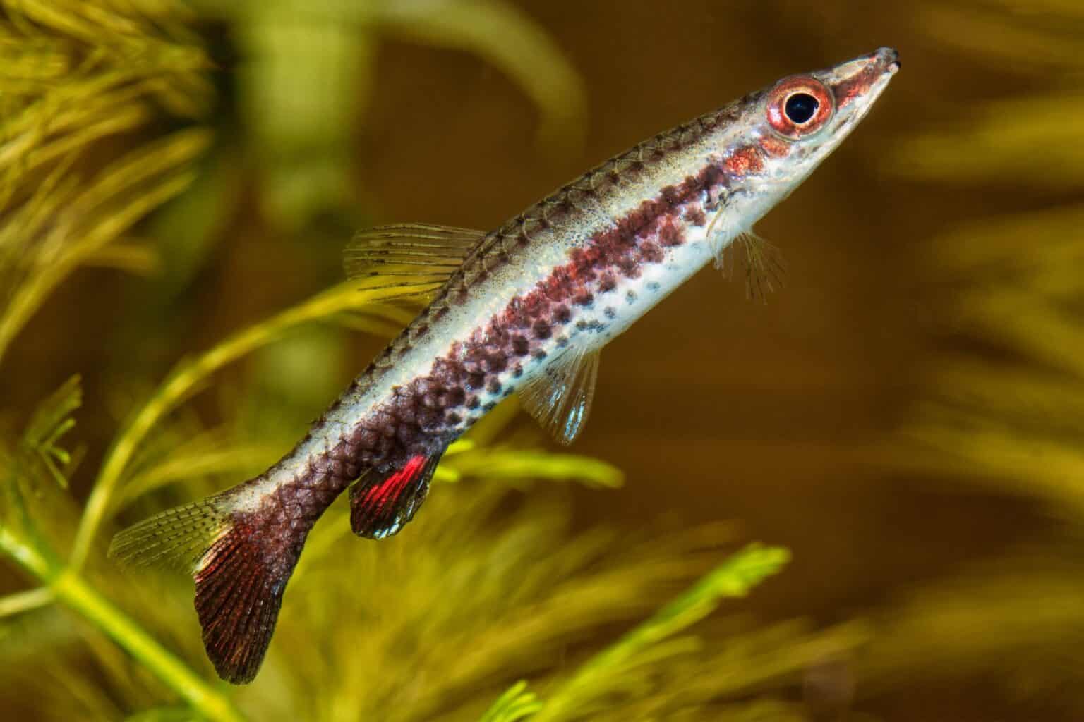 31 Best Top-Dwelling Fish for Your Aquarium