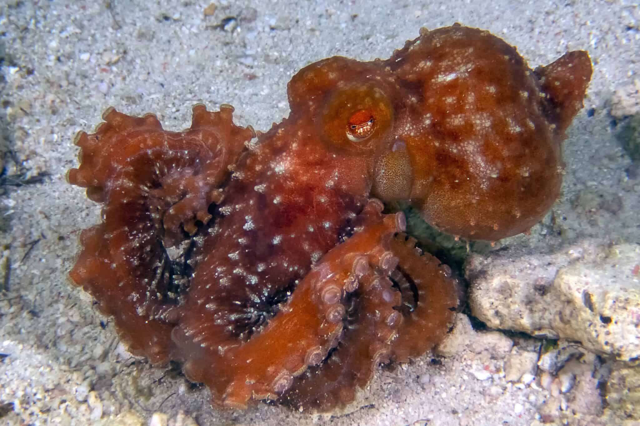 27 Types of Octopus in the Ocean