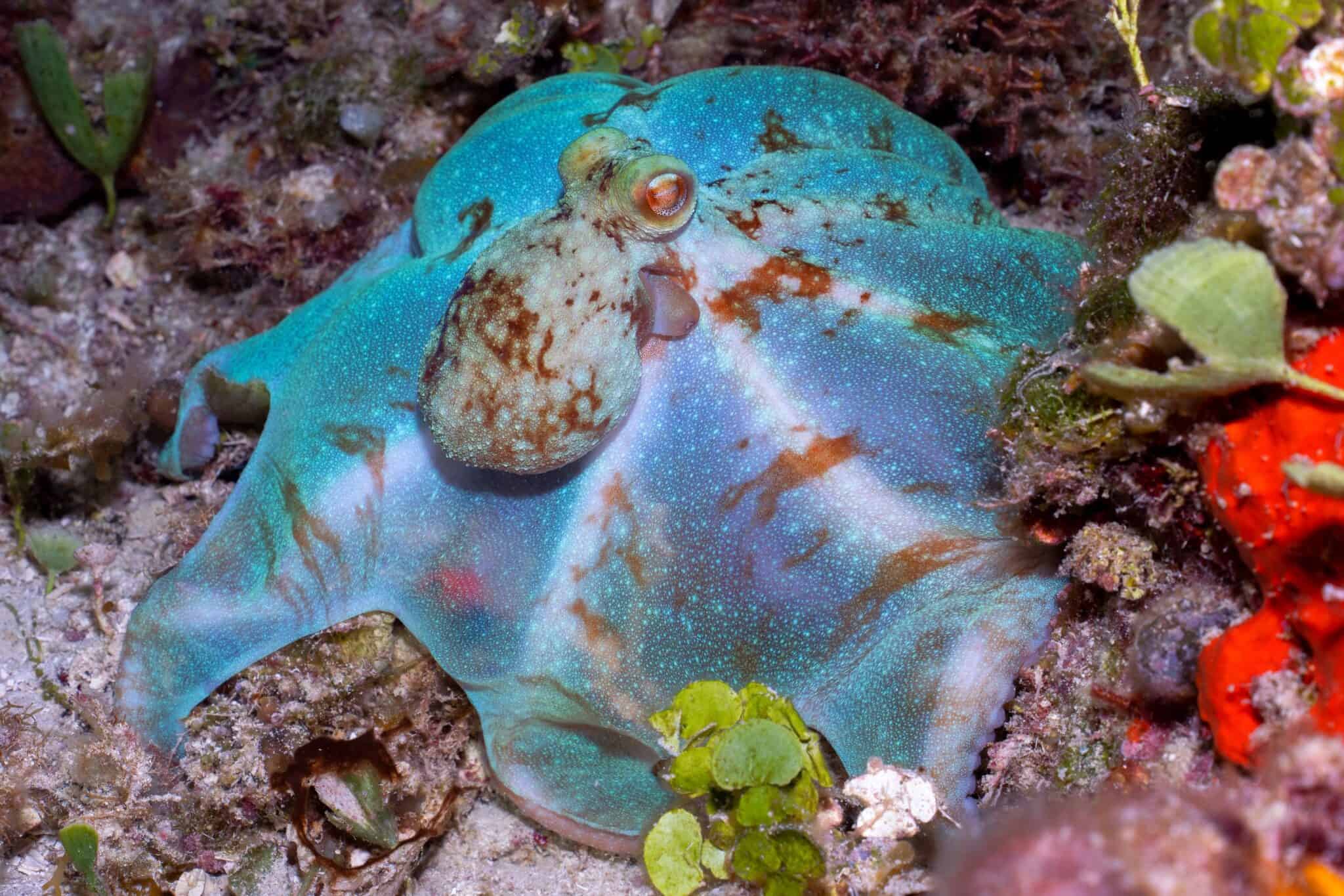 27 Types of Octopus in the Ocean