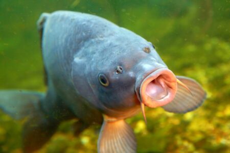 18 Popular Fish With Big Lips