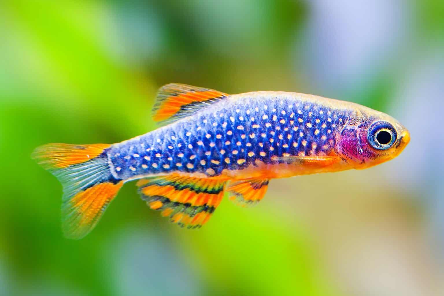 31 Best Top-Dwelling Fish for Your Aquarium