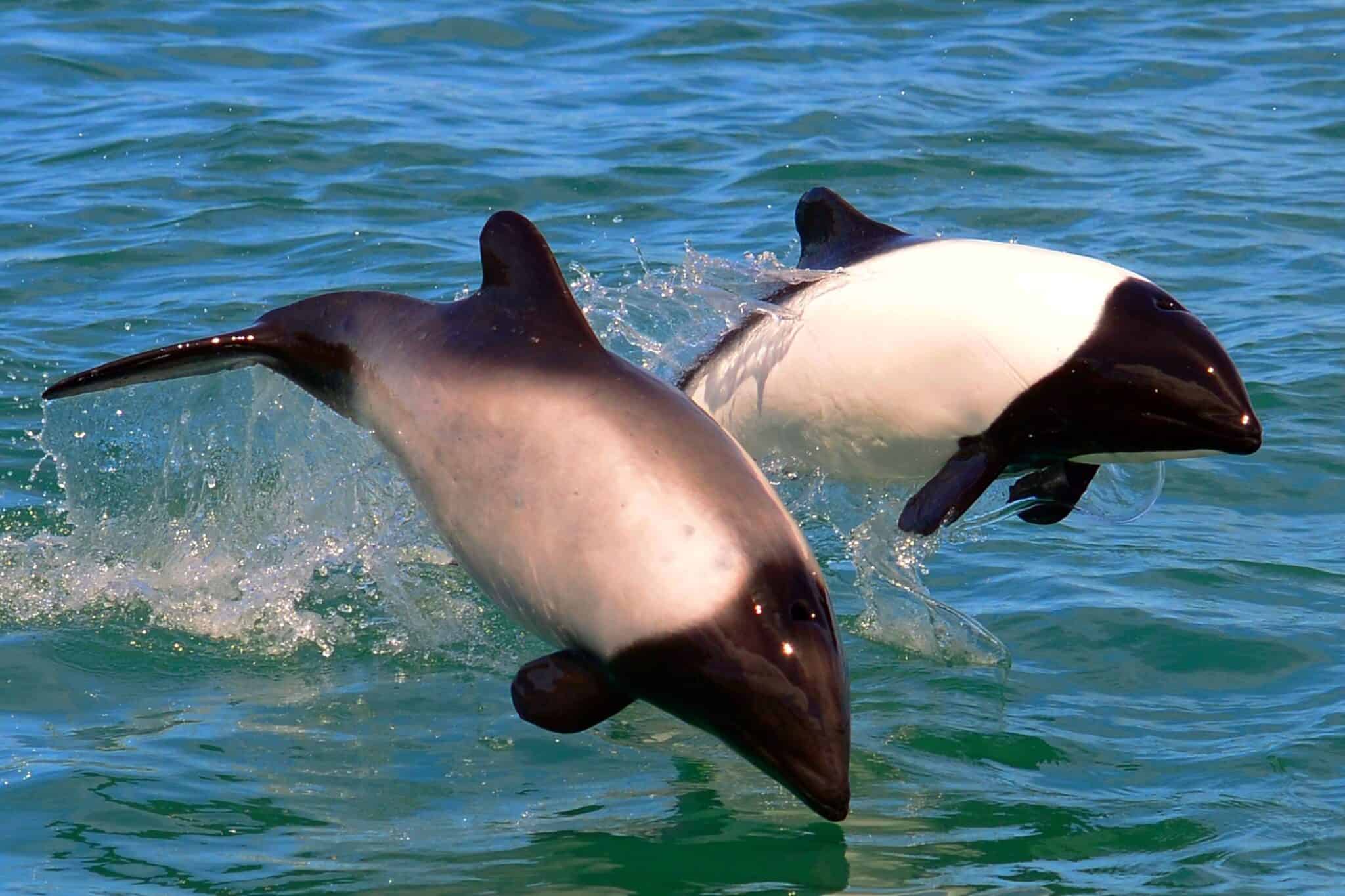 25 Different Types of Dolphins: A Definitive Guide