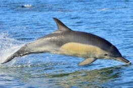 25 Different Types of Dolphins: A Definitive Guide