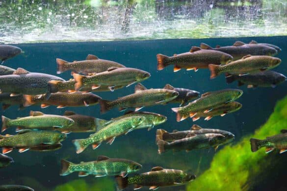 What Do Trout Eat? (A Complete Guide to Trout Diet)