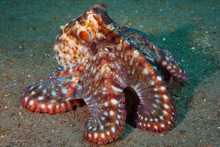 27 Types of Octopus in the Ocean