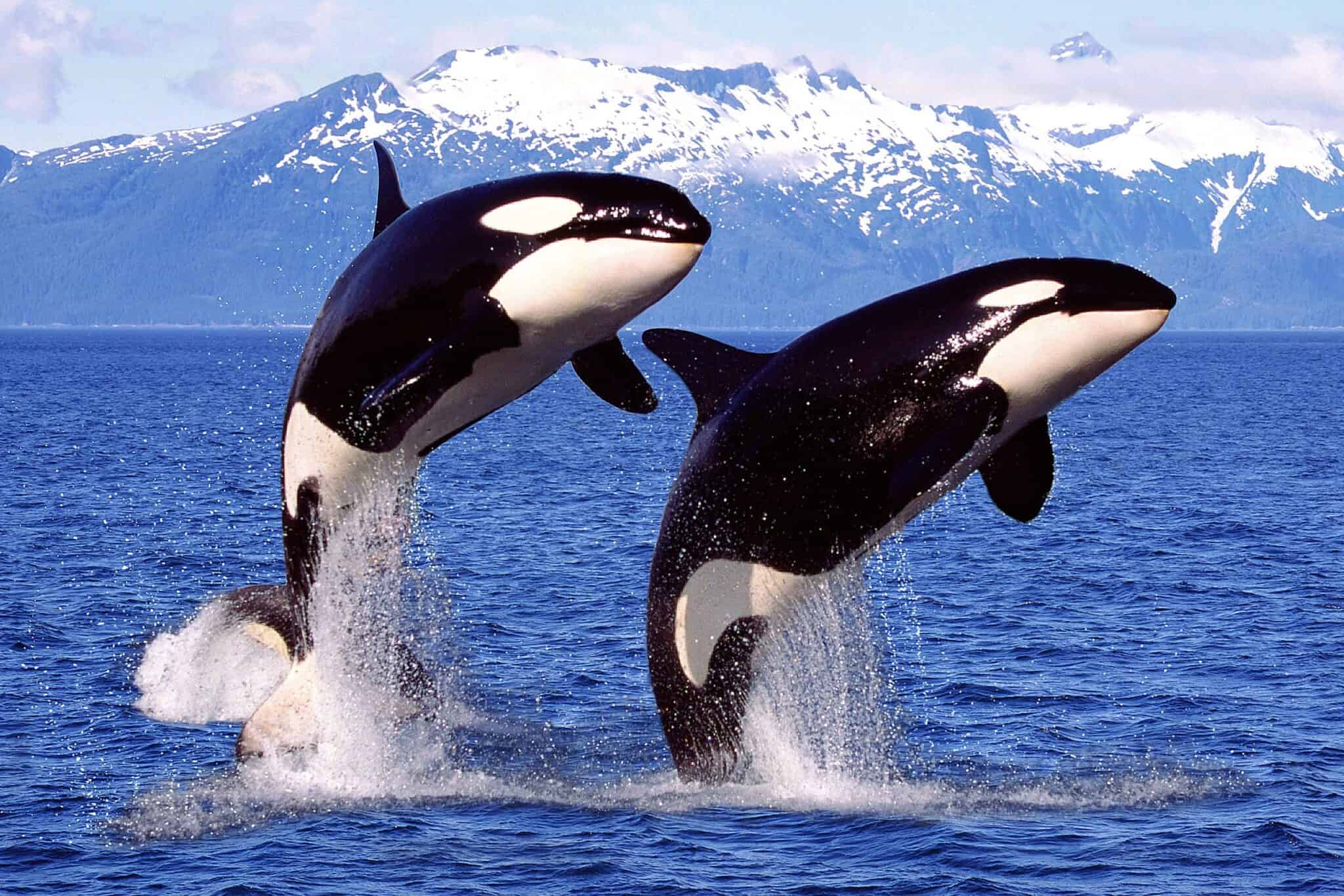 25 Different Types of Dolphins: A Definitive Guide