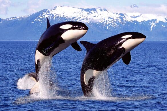 25 Different Types of Dolphins: A Definitive Guide
