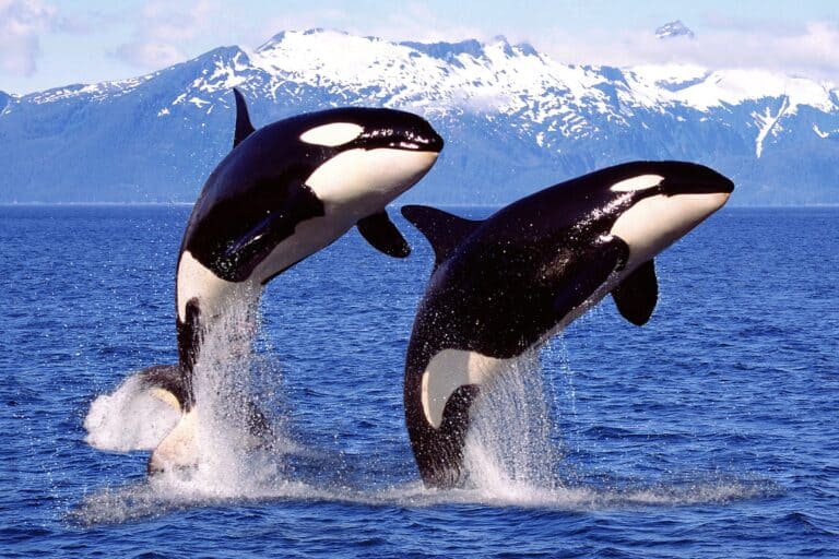 25 Different Types of Dolphins: A Definitive Guide