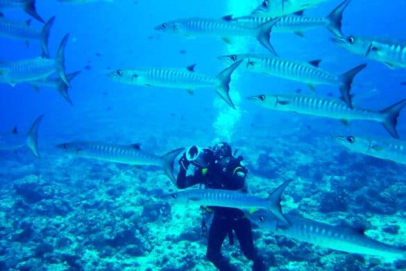 Do Barracudas Attack Humans? - Are They Dangerous?