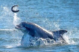 Dolphin Brain & Intelligence: Are They Smarter Than Humans?