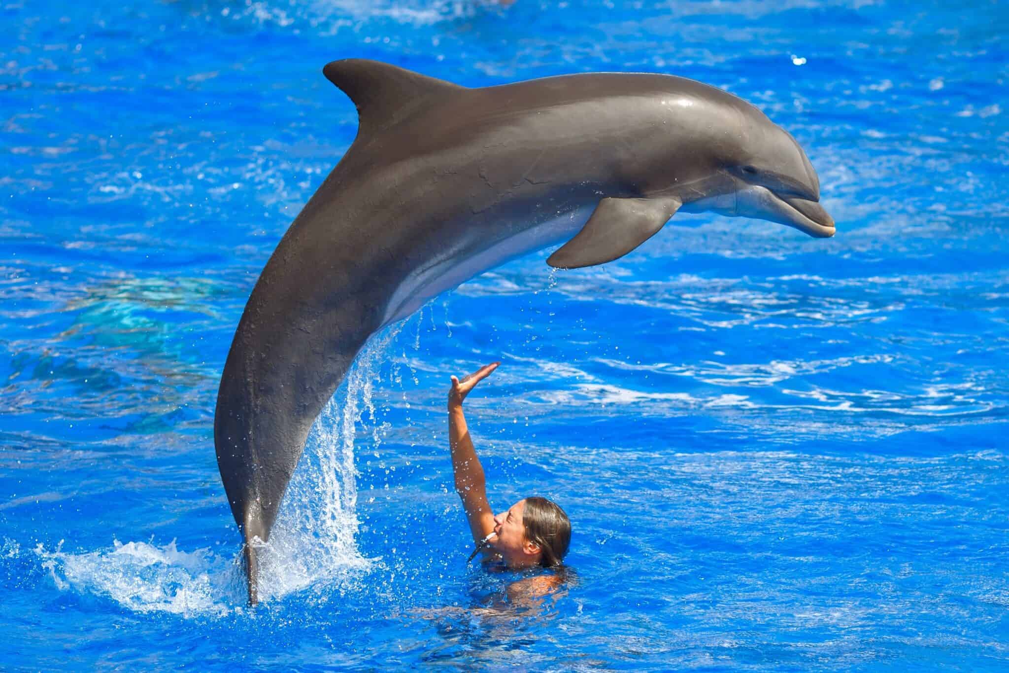 Are Dolphins Dangerous? - Do They Attack Humans?