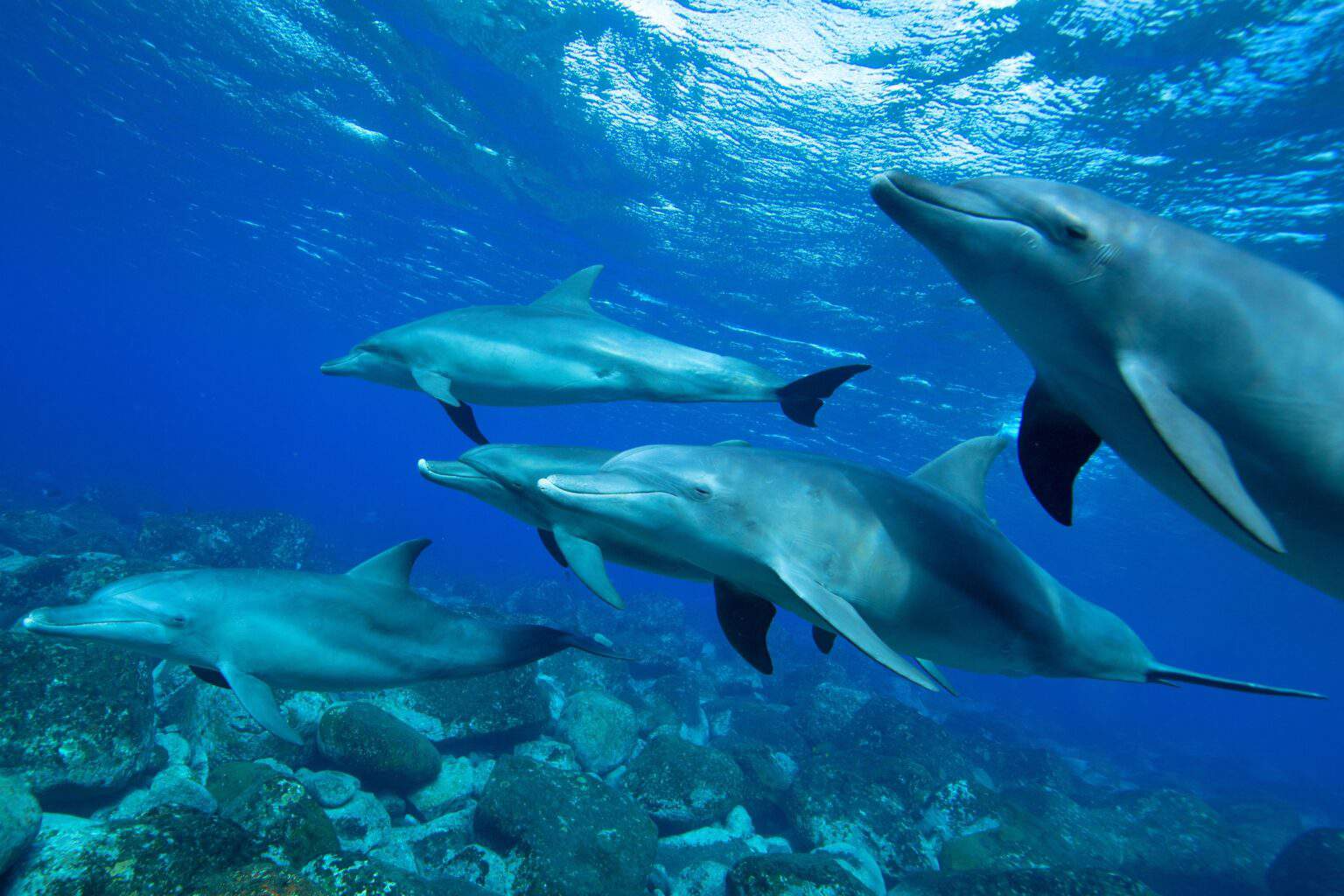 How Do Dolphins Mate? - Dolphin Reproduction Explained
