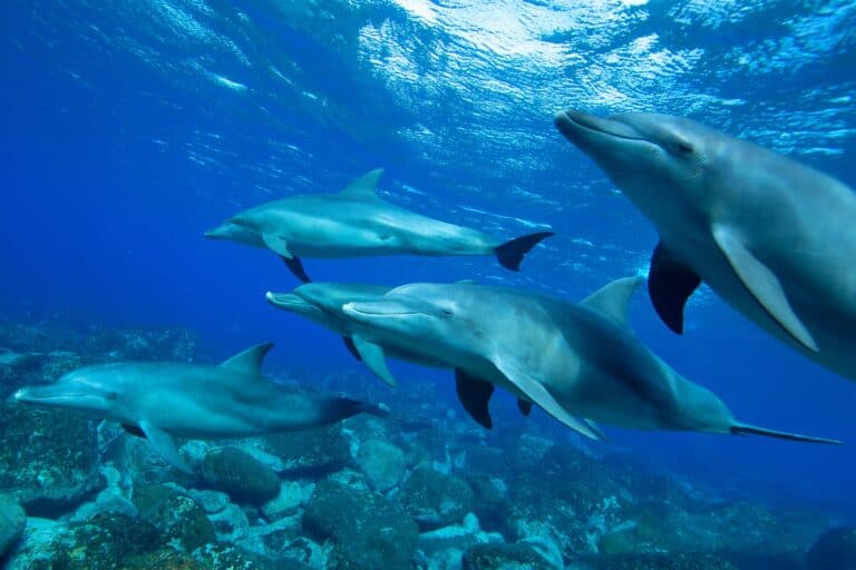 How Do Dolphins Mate? - Dolphin Reproduction Explained