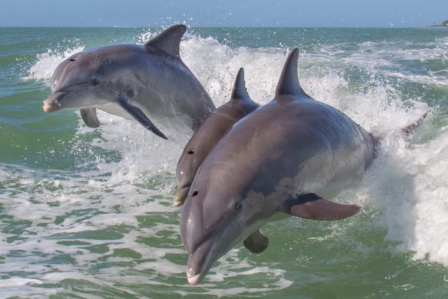 How Do Dolphins Mate? - Dolphin Reproduction Explained