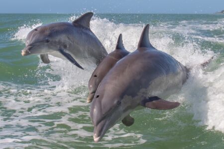 How Do Dolphins Mate? - Dolphin Reproduction Explained