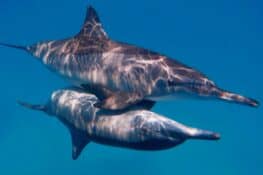 How Do Dolphins Mate? - Dolphin Reproduction Explained