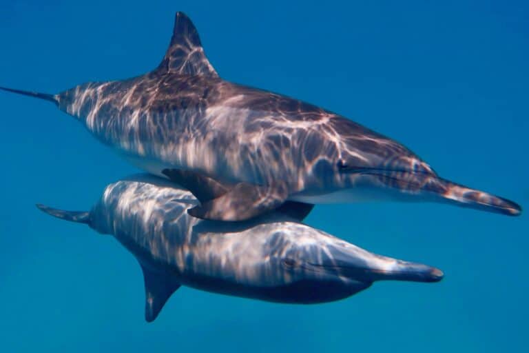 How Do Dolphins Mate? - Dolphin Reproduction Explained