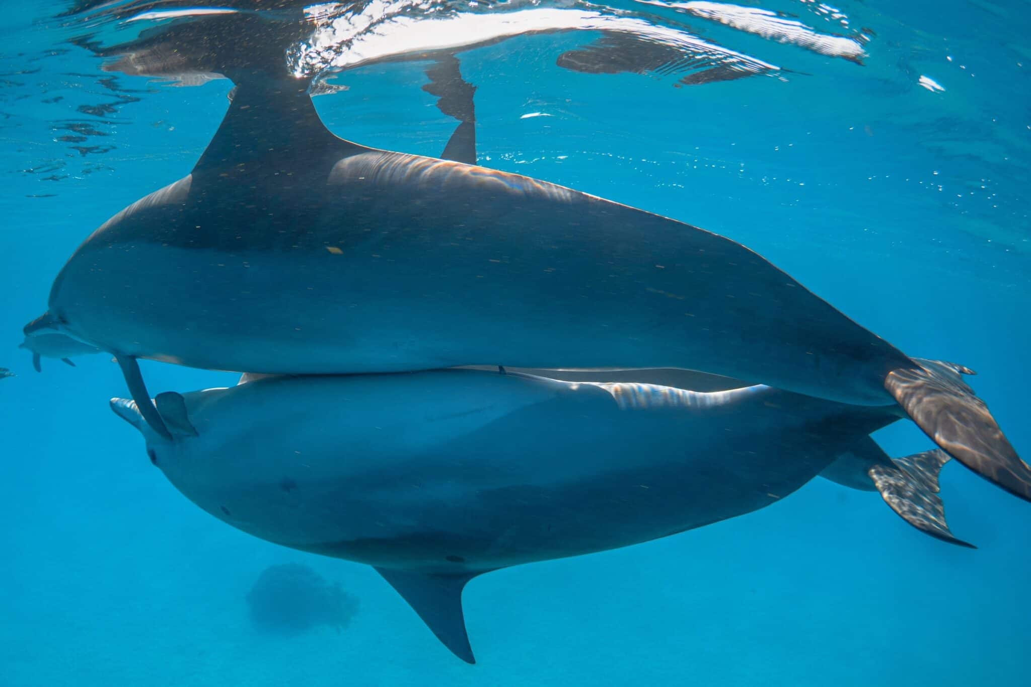 How Do Dolphins Mate Dolphin Reproduction Explained How Do Dolphins Mate Dolphin Reproduction Explained