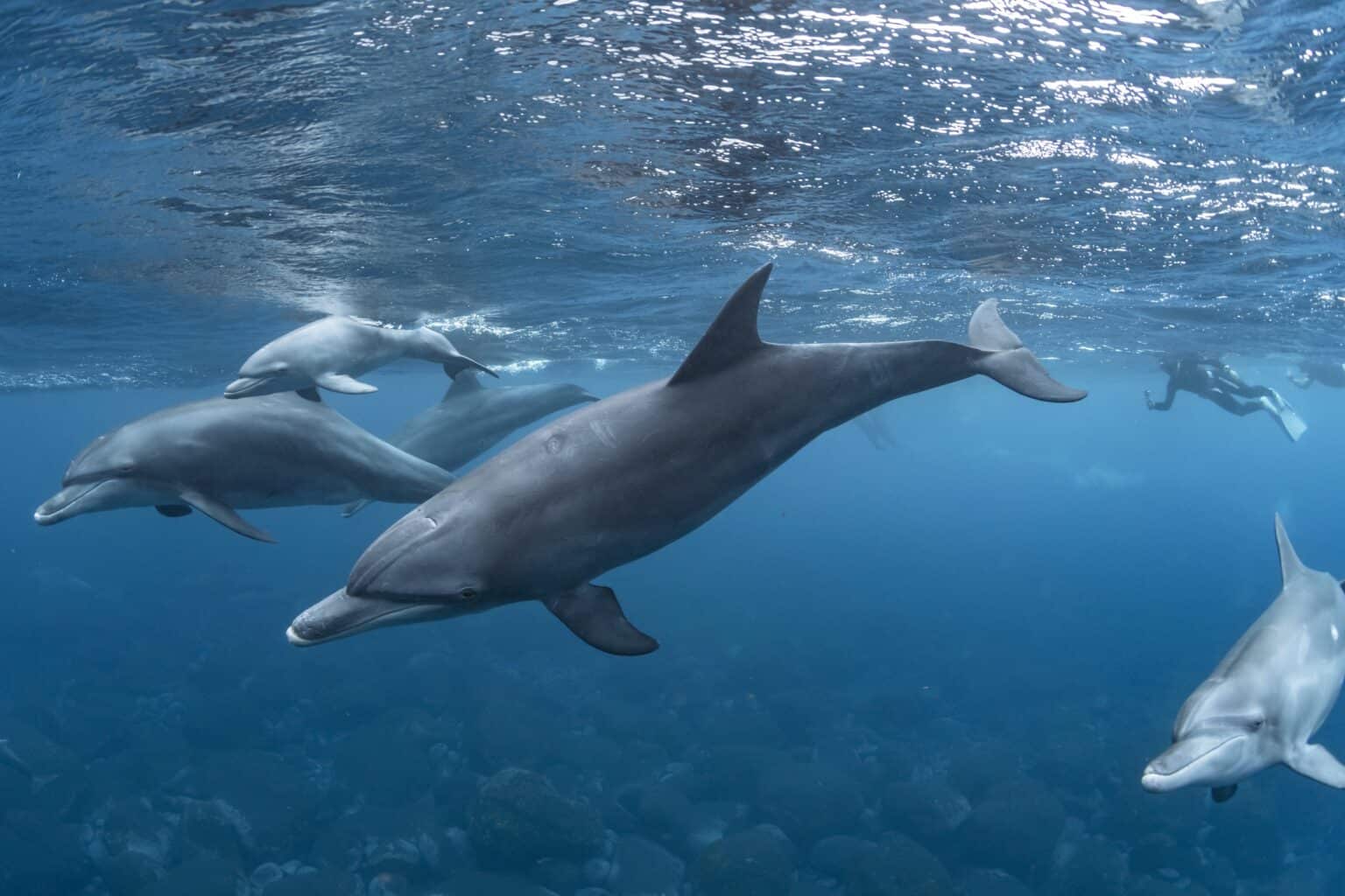 Are Dolphins Dangerous? - Do They Attack Humans?