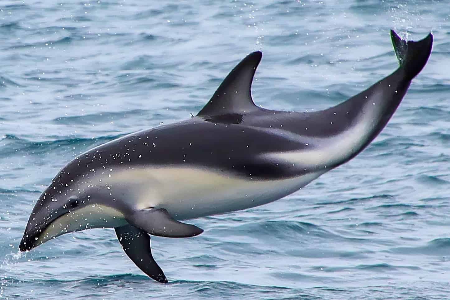 25 Different Types of Dolphins: A Definitive Guide