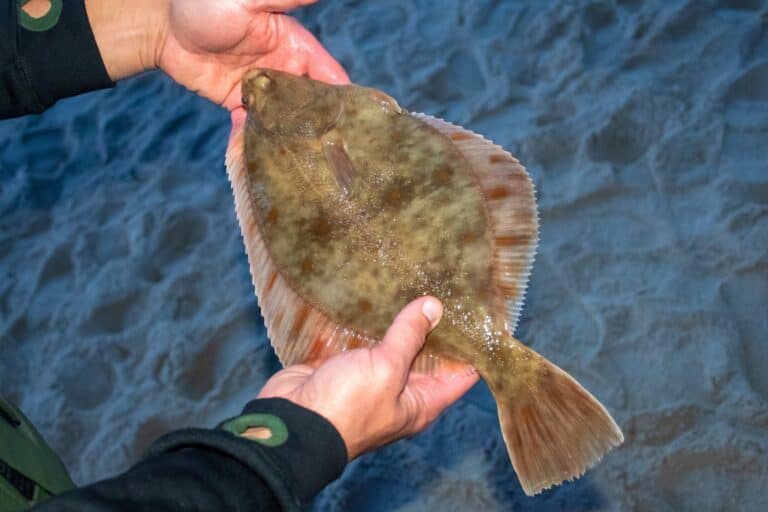 Halibut vs. Flounder: What’s the Difference?