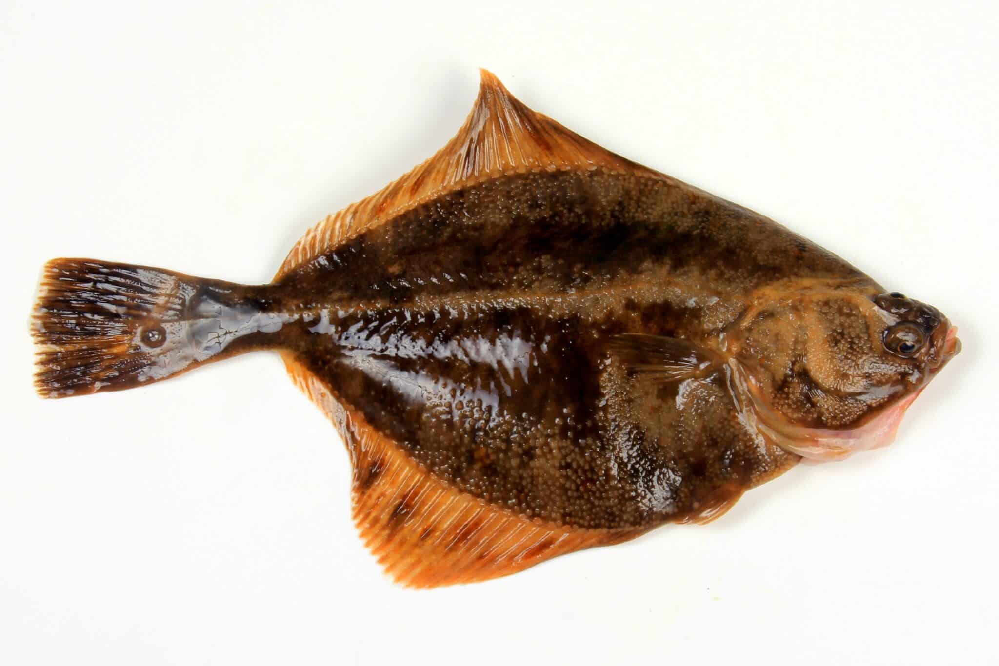 Halibut vs. Flounder: What’s the Difference?