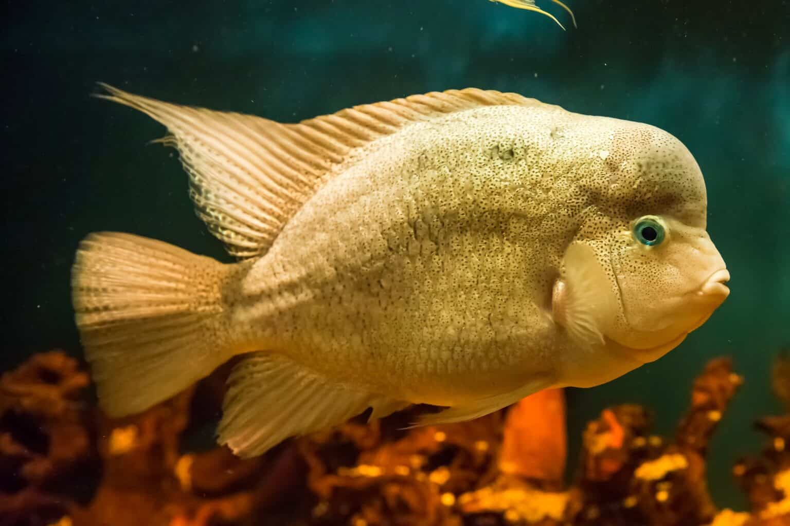 18 Popular Fish With Big Lips