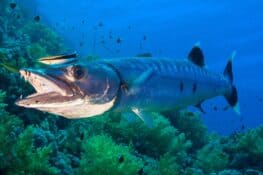 Do Barracudas Attack Humans? - Are They Dangerous?